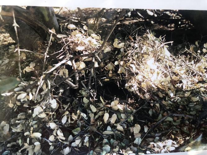 Pen in Hand: Dusky-footed woodrat: these pack rats are elusive but ...