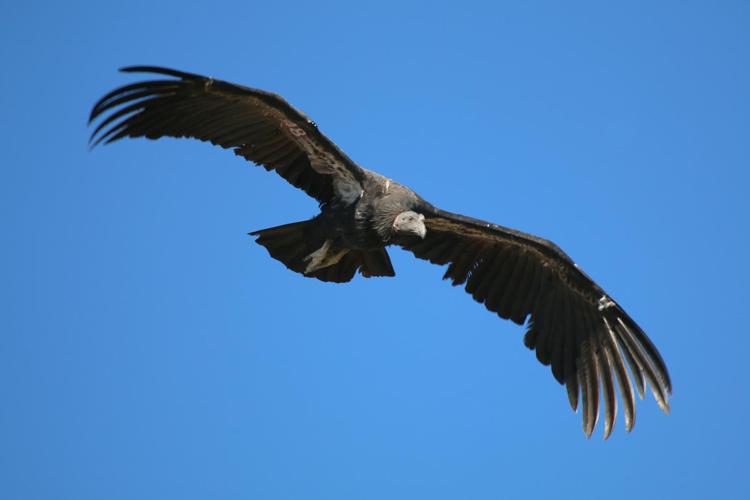 Pen in Hand: A gathering of giants, the California Condors | Lifestyle ...