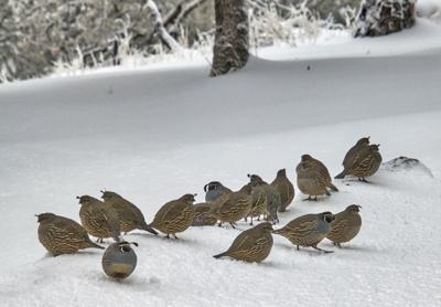 Natural Sightings: California quail in snow | Lifestyle | tehachapinews.com