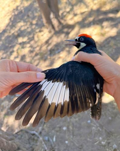 Pen in Hand: Acorn Woodpecker Returns to Freedom | Lifestyle ...