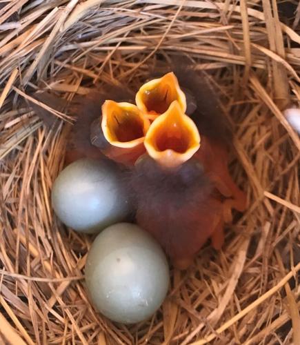 Pen in Hand: Nest Box Program: helping thousands of baby bluebirds ...
