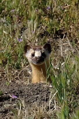 Natural Sightings: Pop goes the weasel | Lifestyle | tehachapinews.com