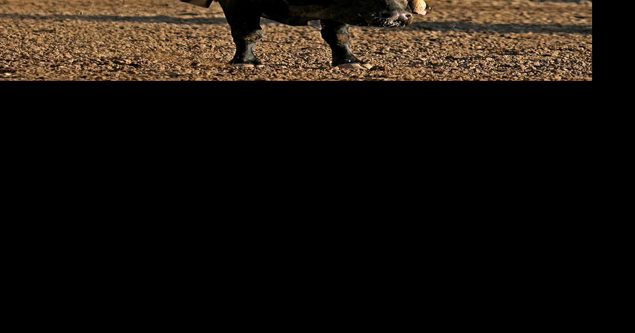Bull riding competition to take place on the Fourth of July | Sports ...