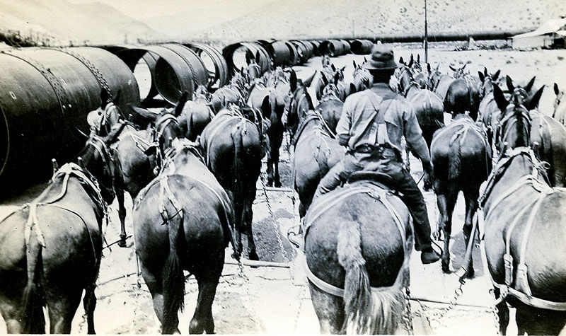 Mules help celebrate Los Angeles aqueduct centennial | News ...