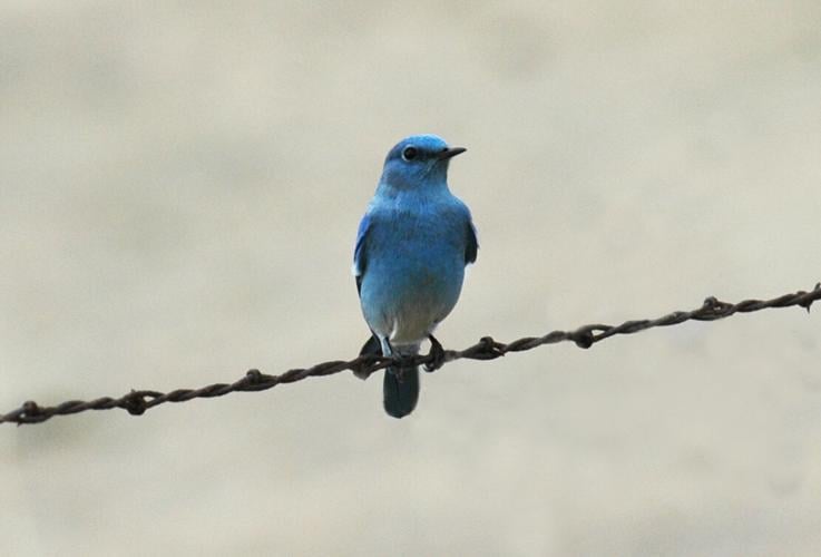 Pen in Hand: The winter travelers that come and go | Lifestyle ...