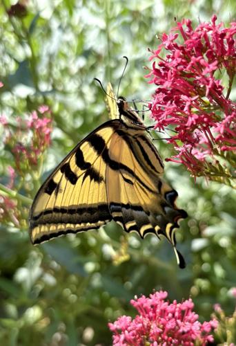 Natural Sightings: Pausing for a sip of nectar | Lifestyle ...