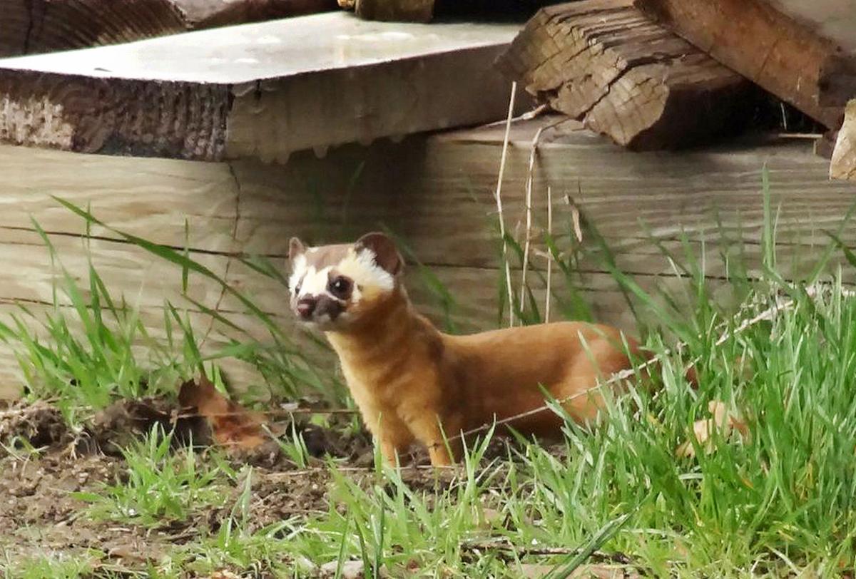 Pen In Hand: Long-tailed Weasels | Lifestyle | tehachapinews.com