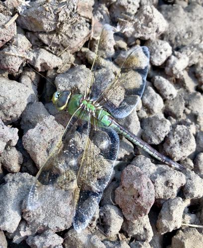 dragonfly sightings