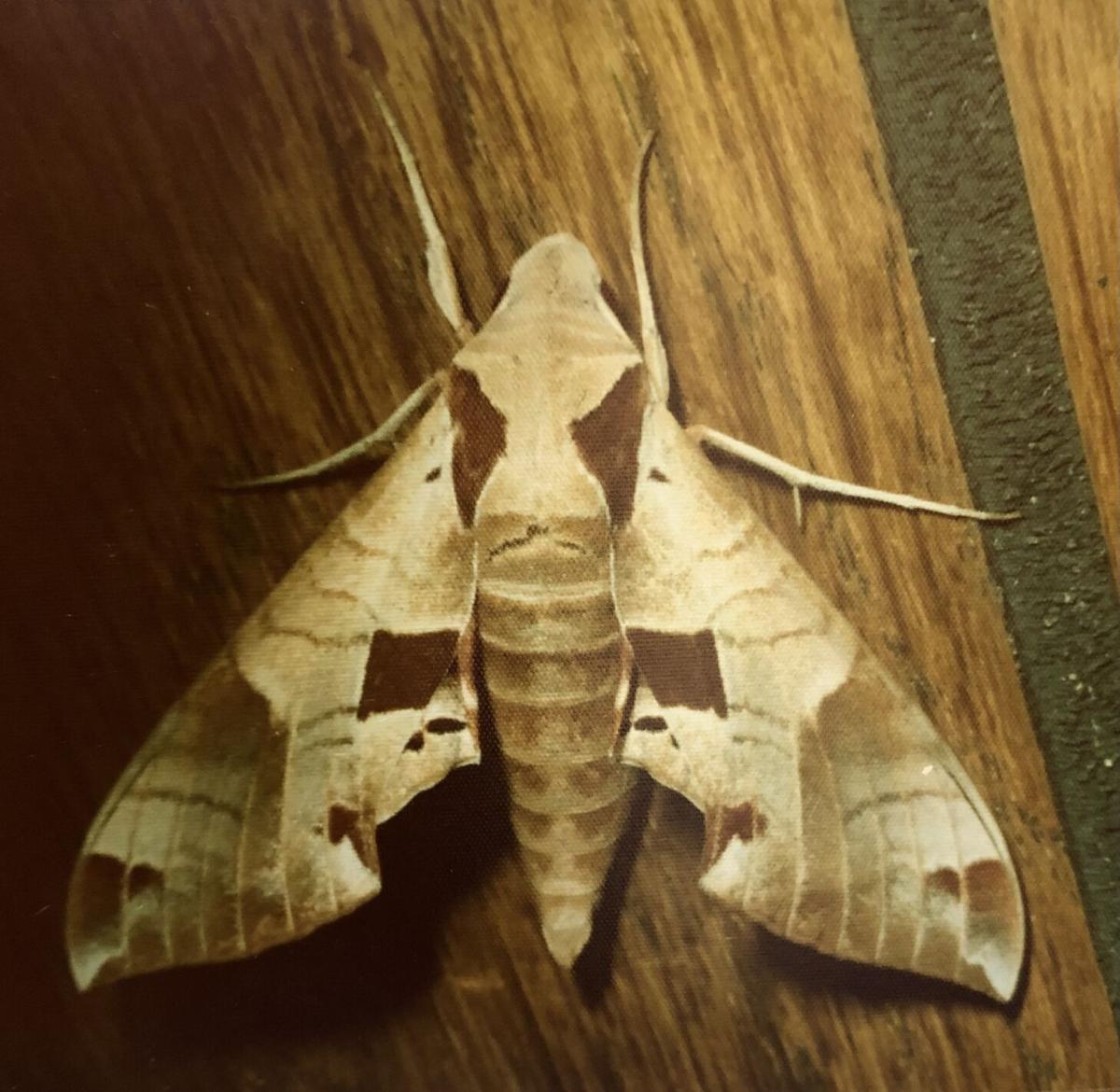 hawk moth brown