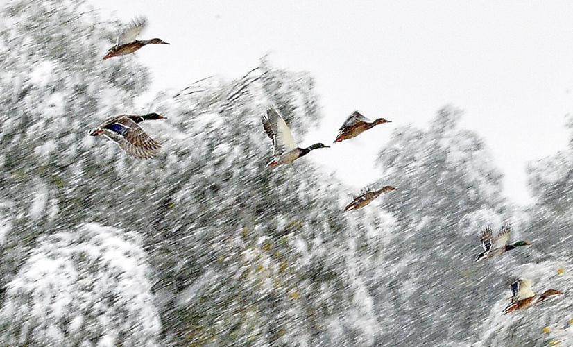 PHOTO GALLERY: Tehachapi sees first snow of season | News ...