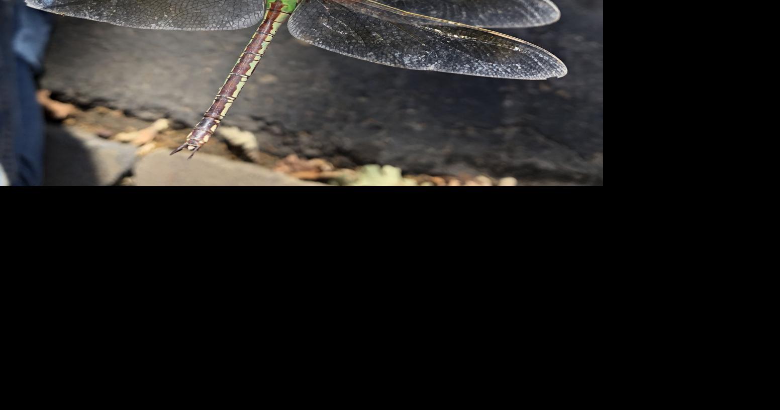 Natural Sightings: An amazing flying jewel of an insect | Lifestyle ...