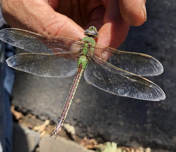dragonfly sightings