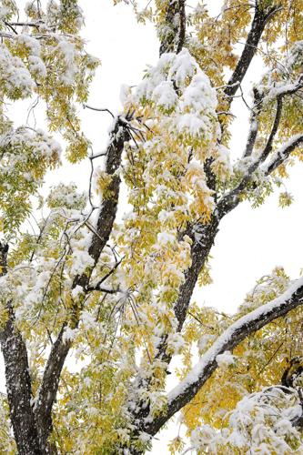 PHOTO GALLERY: Tehachapi sees first snow of season | News ...