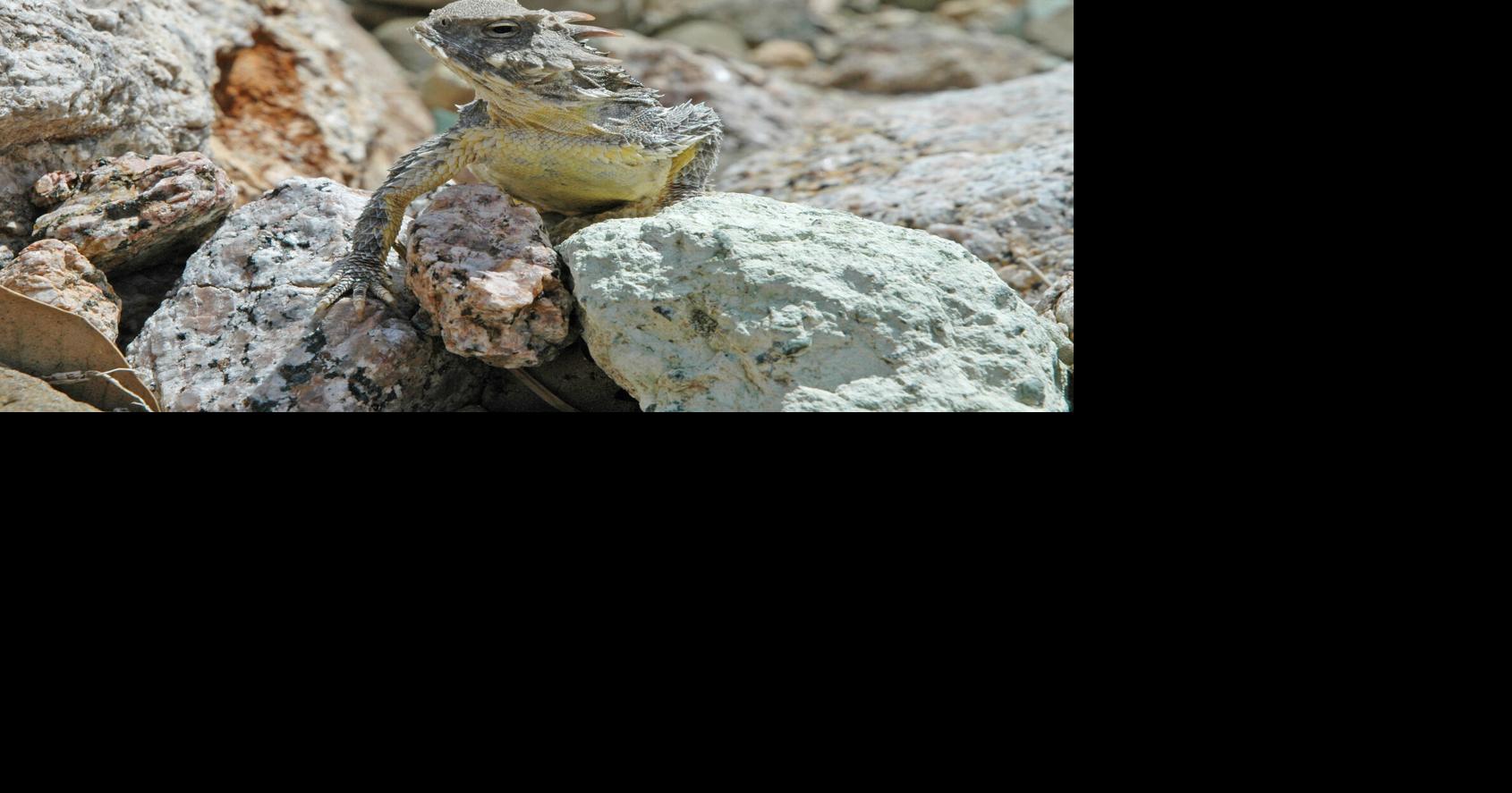 Pen in Hand: Horned lizards: a miniature dinosaur that everyone likes ...