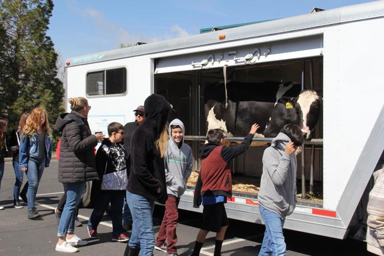 A cow at school? Daisy May visits students for a little dairy education ...