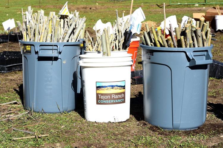 Nature Conservancy volunteers plant native trees | News | tehachapinews.com