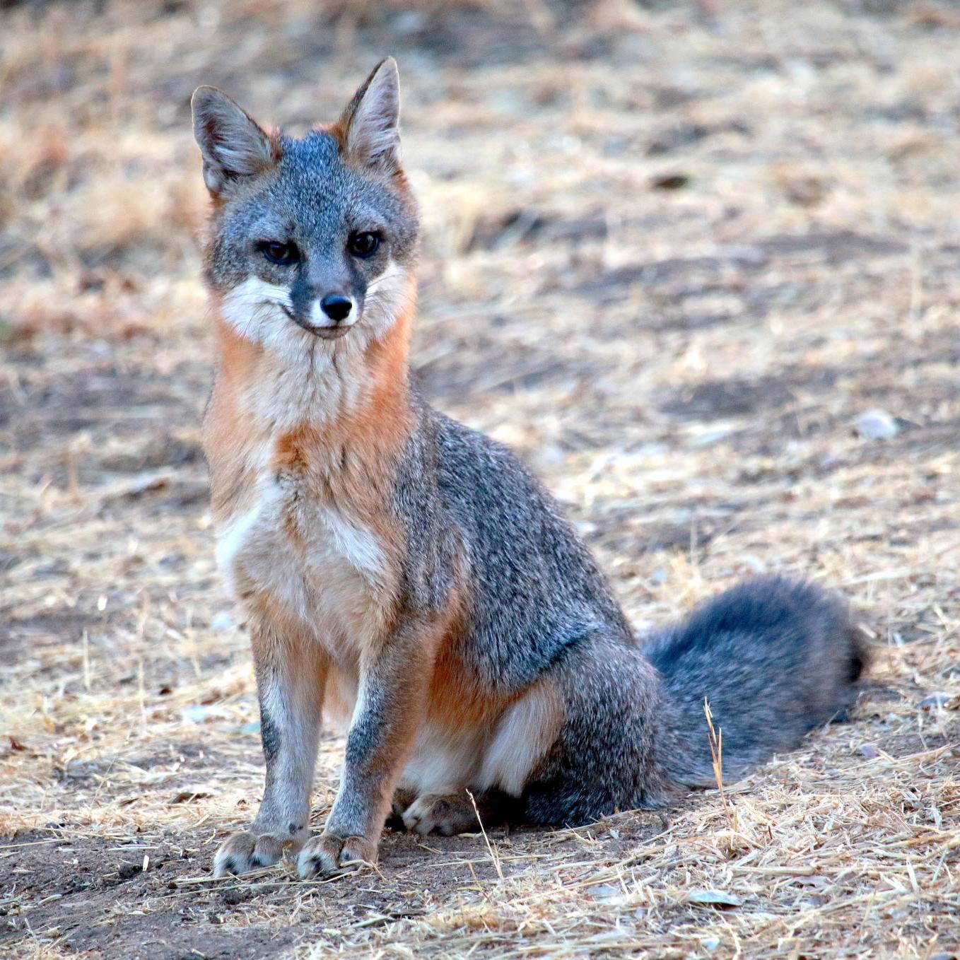grey fox