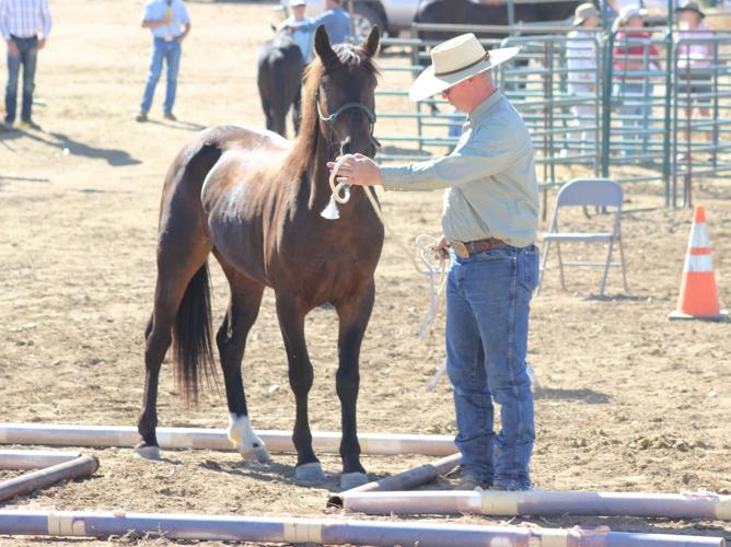 Vaquero 2015: A special relationship between wild horse and its human ...