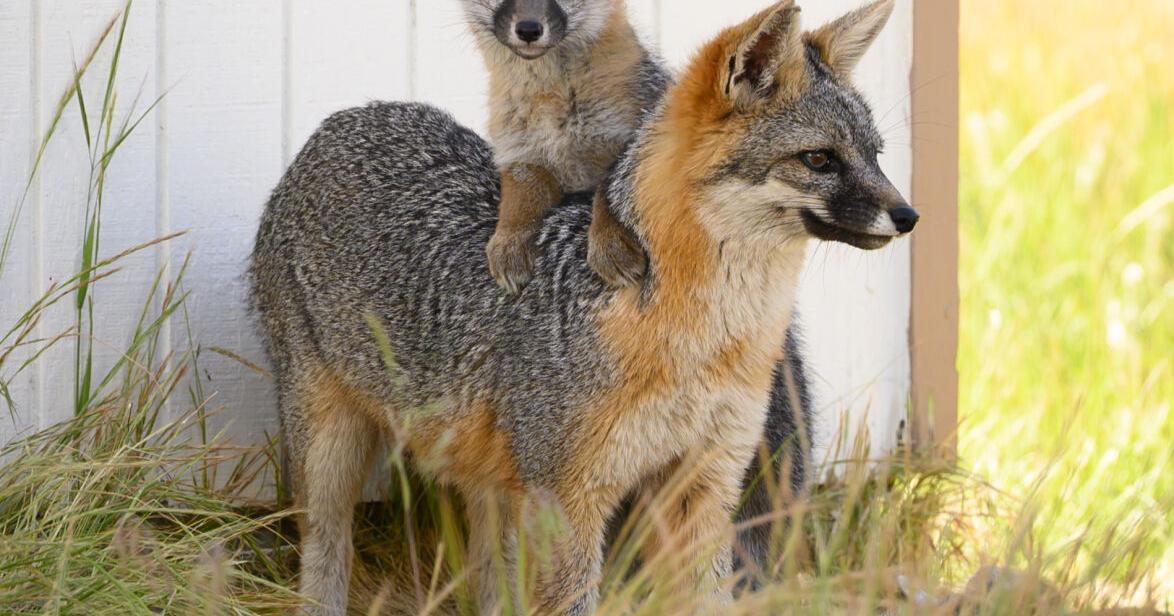 Pen in Hand: A gray fox family for neighbors | Lifestyle ...
