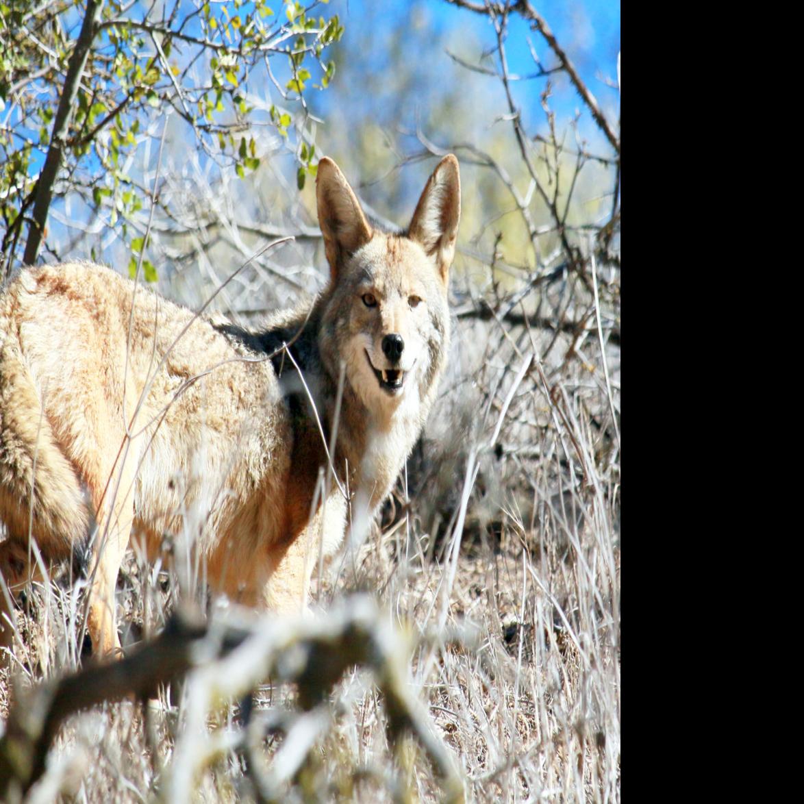 desert coyotes