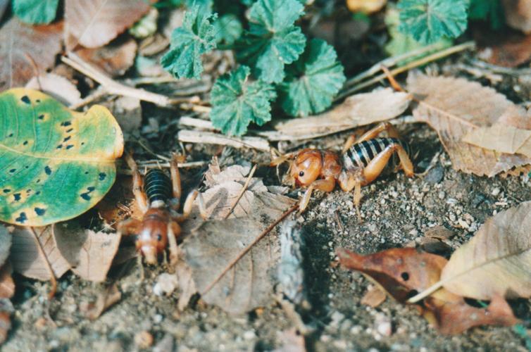 Pen in Hand: Jerusalem Crickets: strange-looking but harmless garden ...
