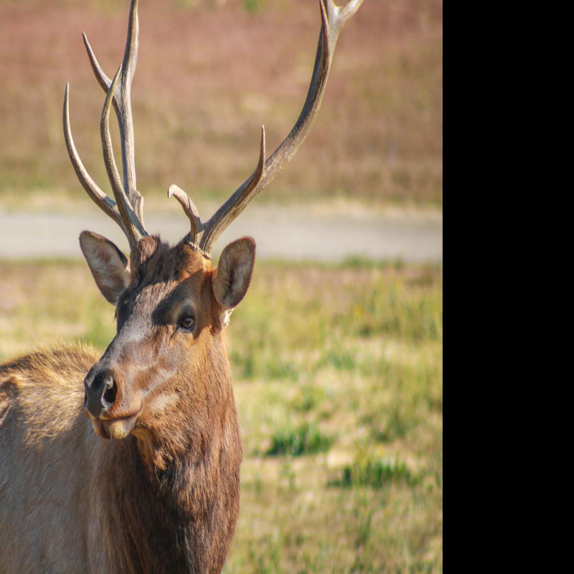 elk face