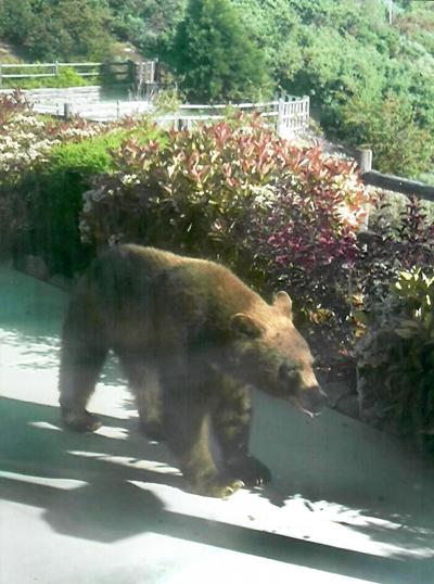 Natural Sightings: A bear on the patio | Lifestyle | tehachapinews.com