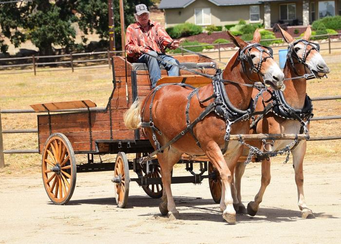 PHOTO GALLERY: Mules, horses — and their people — show their skills ...
