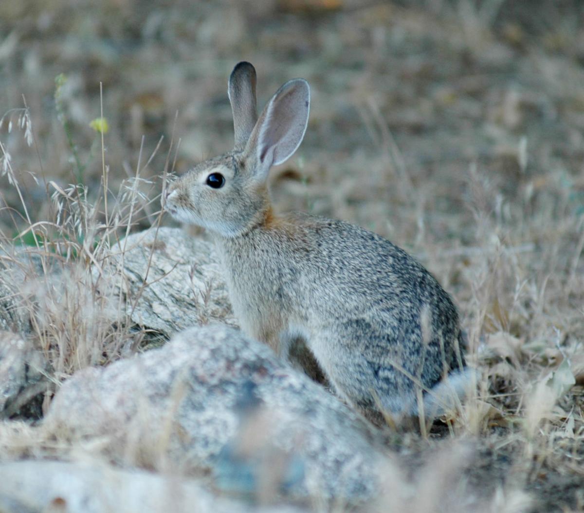 Natural Sightings: Twilight and the rabbits are stirring | Lifestyle ...