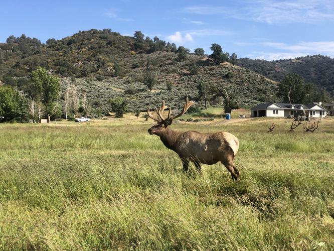 PEN IN HAND: Tehachapi Mountains: Wildlife is abundant in the summer ...