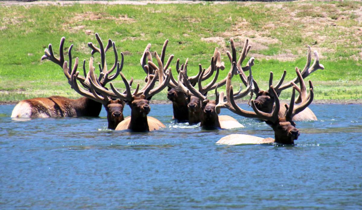 Pen in Hand: Bull Elk go swimming: those lazy, hazy days of summer ...