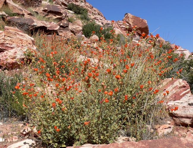 Annual Native Plant Sale coming Earth Day | Lifestyle | tehachapinews.com