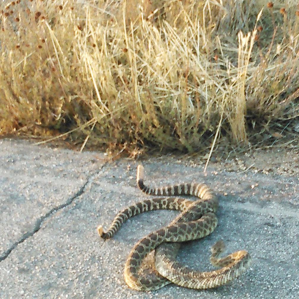 comanche rattlesnake