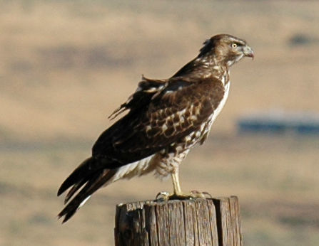 Indian Talk: traditional names for Tehachapi birds | Lifestyle ...