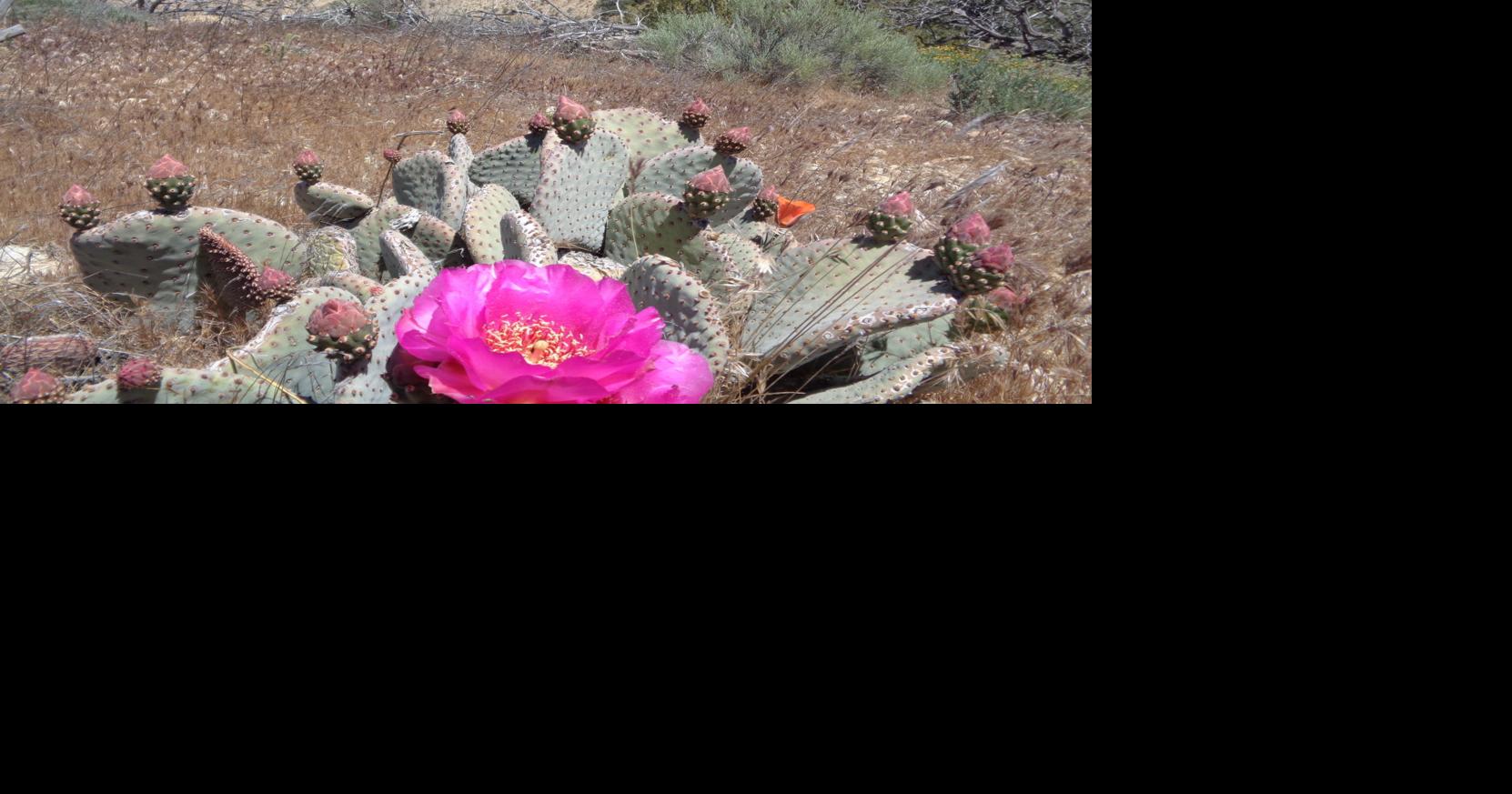 38th year for Windmill-Wildflower hike on May 18 | Lifestyle ...