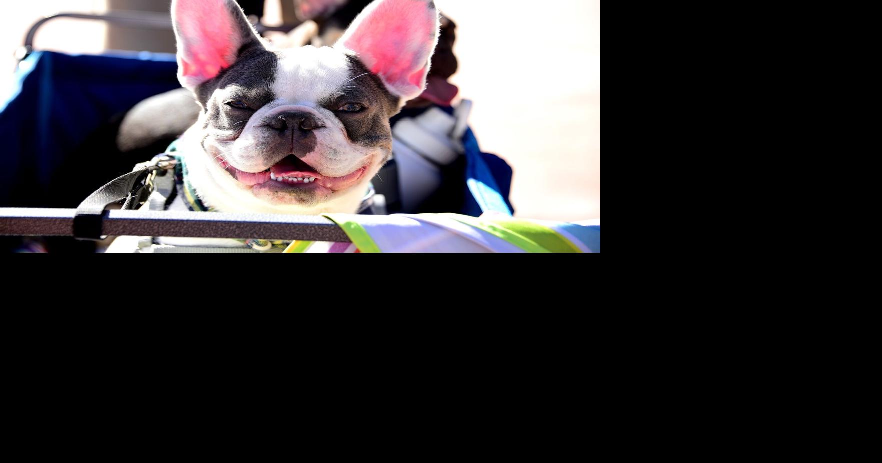 PHOTO GALLERY: Bark For Life: A canine event to help fight cancer ...