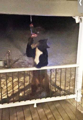 Natural Sightings: Hummingbear feeder | Lifestyle | tehachapinews.com