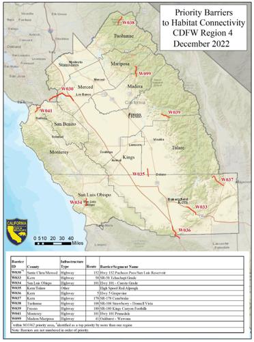 Mountain lion expert will speak at Bear Valley Springs meeting on May ...
