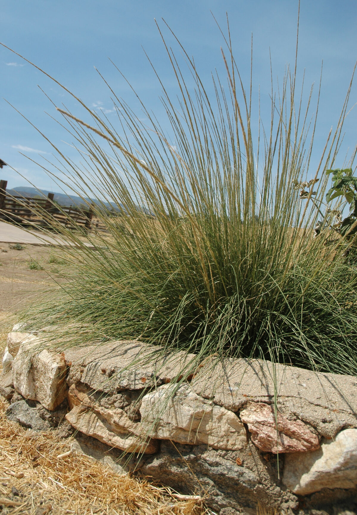 Pen in Hand: Deergrass: a beautiful California native that is woven ...