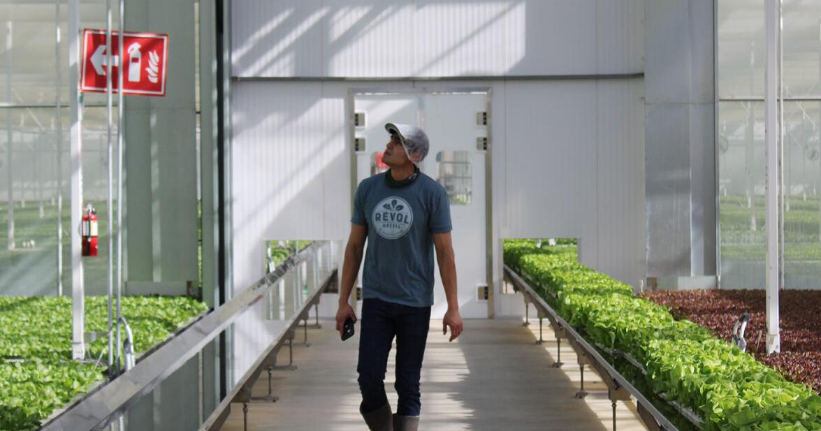 Revol Greens produces 16 million pounds-plus of lettuce at Cummings ...