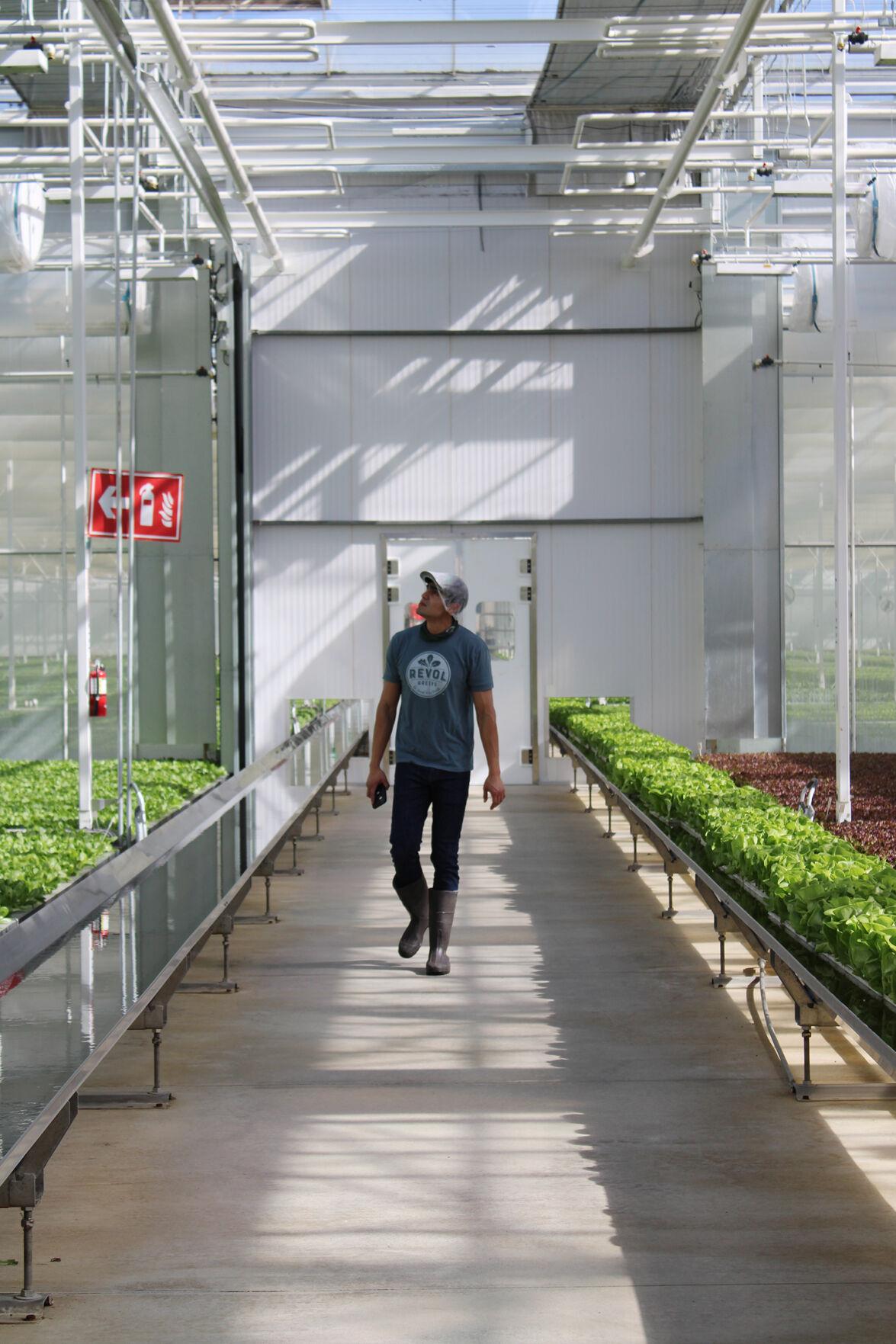 Revol Greens produces 16 million pounds-plus of lettuce at Cummings ...