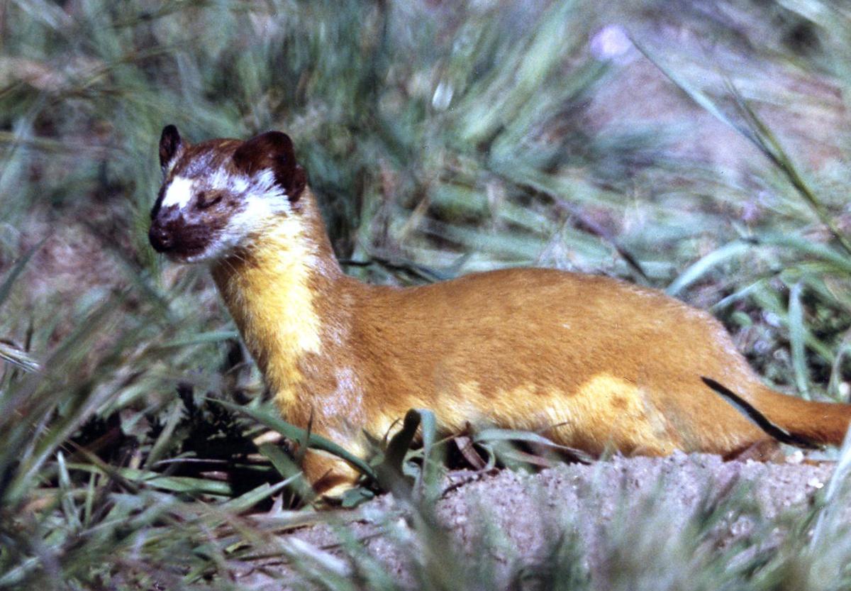 Pen In Hand: Long-tailed Weasels | Lifestyle | tehachapinews.com