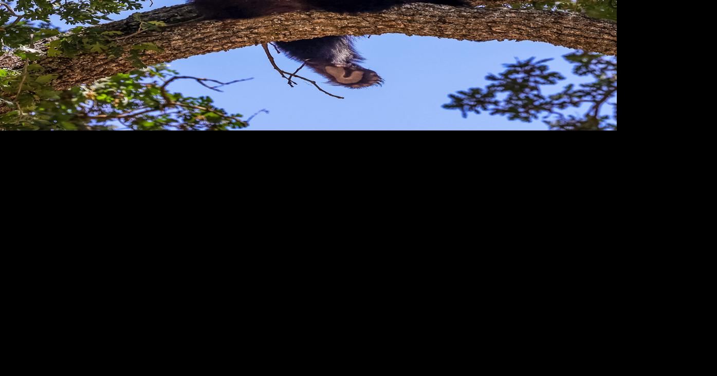 Natural Sightings: Black bear chillin' but vigilant in tree | Lifestyle ...