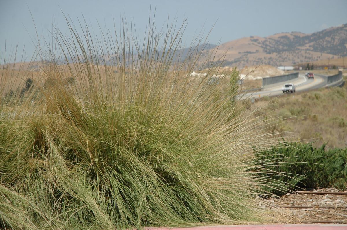 Pen in Hand: Deergrass: a beautiful California native that is woven ...