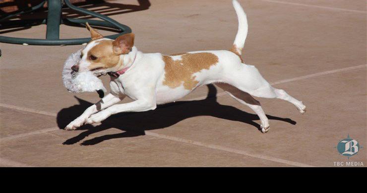 Founder of local Humane Society has Heart for animals | Lifestyle ...