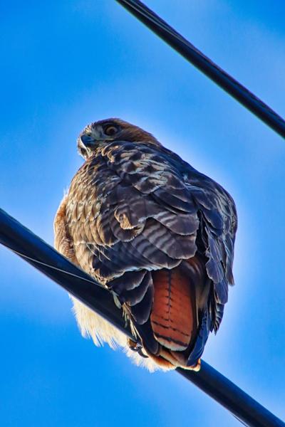 Natural Sightings: You lookin' at me? | Lifestyle | tehachapinews.com