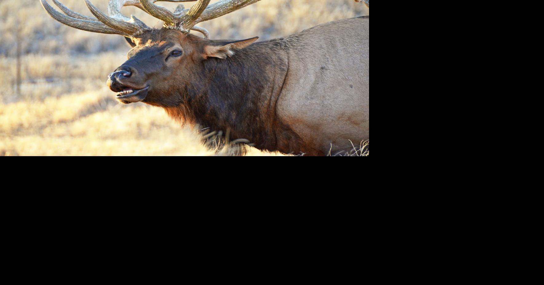 Pen in Hand: The wildlife photography of Heather Liebman: a beautiful ...