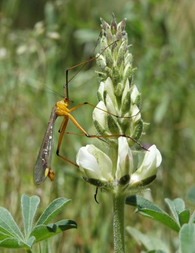Pen in Hand: Crane Flies: big, harmless and with zero connection to ...