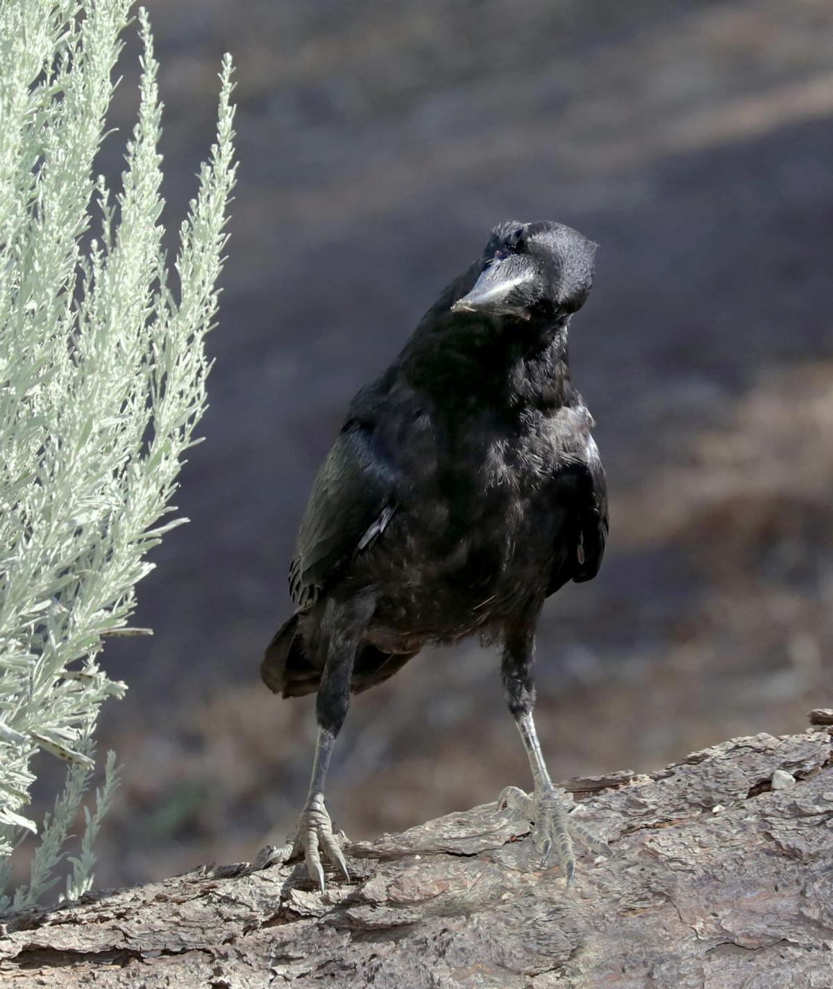 Pen in Hand: Raven chicks find lots to play about when they first leave ...