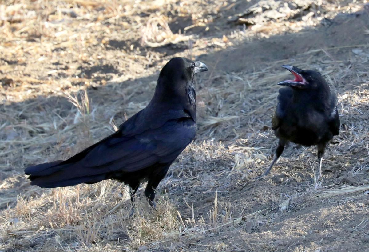 Pen in Hand: Raven chicks find lots to play about when they first leave ...